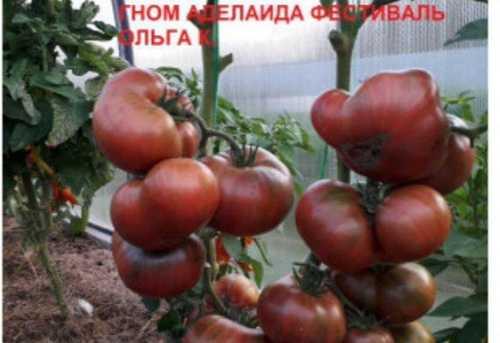 Проекта Dwarf Tomato и др.низкорослые