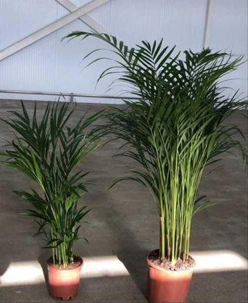 Пальма Хризолидокарпус (Арека) 100 см озеленение