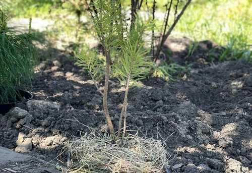 Сосна горная Мугус Pinus mugo var. mughus