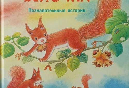 Детская книга Как живёт белочка