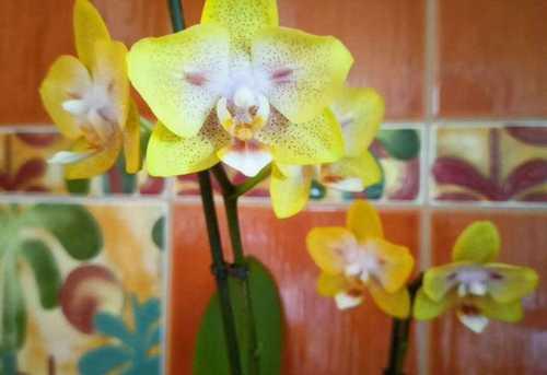 Орхидея бабочка Yaphon Green Batman цветущая