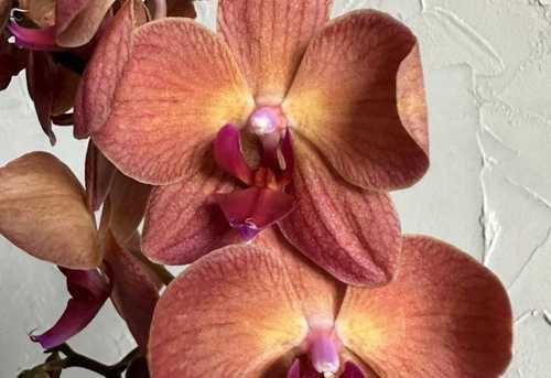 Орхидея фаленопсис аля Пожар