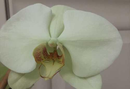 Орхидея грандифлора