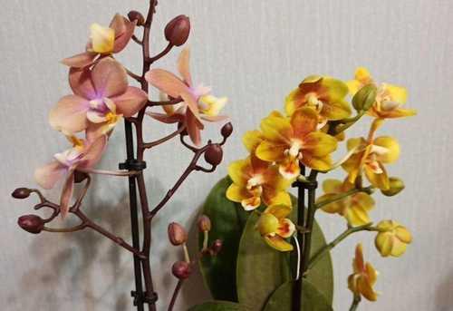 Орхидея мультифлора Парфюмерная Фабрика