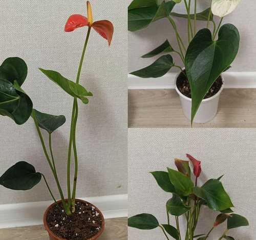 Антуриум Cocos, Pr Orange, Trillion red