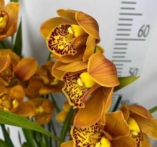 Орхидея цимбидиум cymbidium oranje