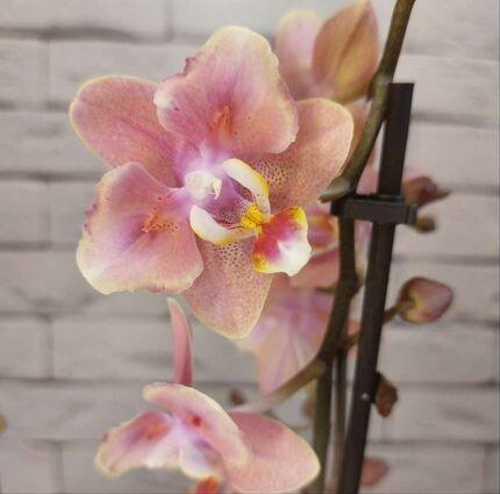 Орхидея фаленопсис бабочка Парфюмерная фабрика