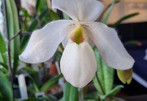 Paphiopedilum Deperle