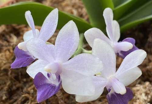 Орхидея Tzu Chiang Sapphire