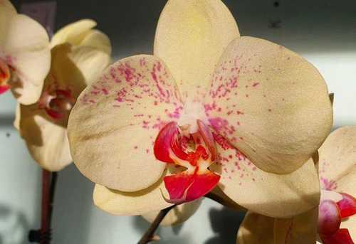Сортовая орхидея 2 цветоноса