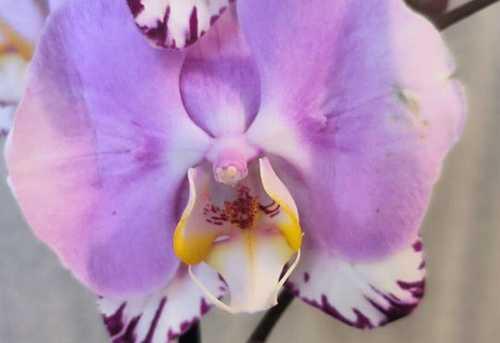 Орхидея фаленопсис бабочка Арт Нуво цветущая