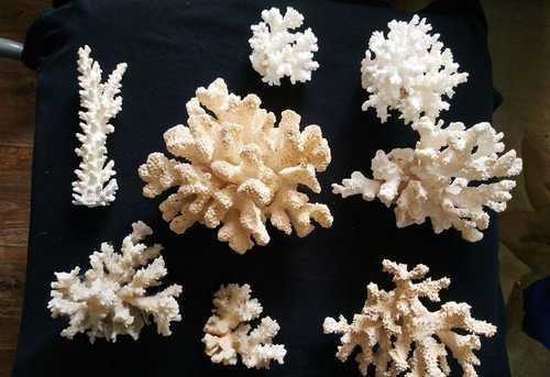 Коралл натуральный морской