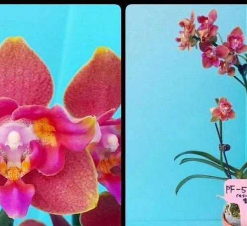 Орхидея фаленопсис бабочка мультифлора
