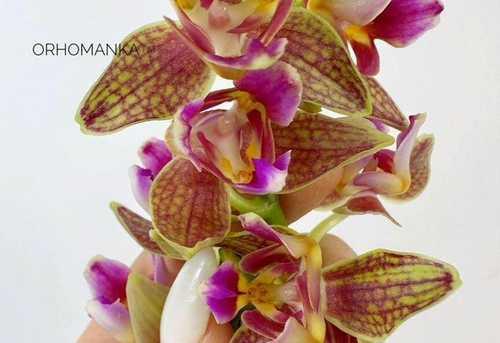 Орхидея фаленопсис мультифлора трилипс