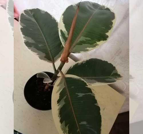 Фикус Ficus El Tineke