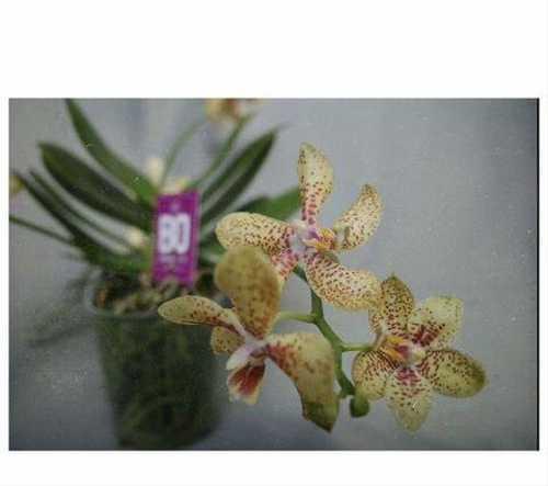 Ароматная орхидея Джулия