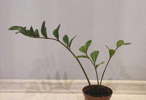 Замиокулькас (долларовое дерево) Комнатный цветок