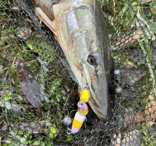Мандула на острых тройниках от BonBonBaits
