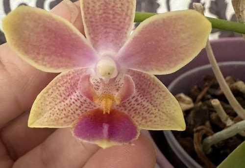 Орхидея фаленопсис мини Леодоро