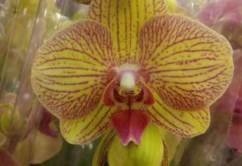 Орхидея фаленопсис кв-Бьюти