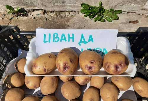 Семенной картофель Иван да Шура, Киви и др. сорта
