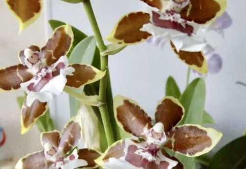Орхидея камбрия с кашпо