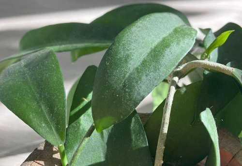 Хойя кагасенсис (кагаянская) с шелковыми листьями