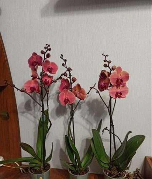 Орхидея фаленопсис Asian Coral, Narbonne