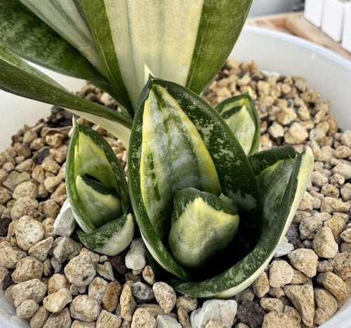 Sansevieria Zebra (Сансевиерия зебра)