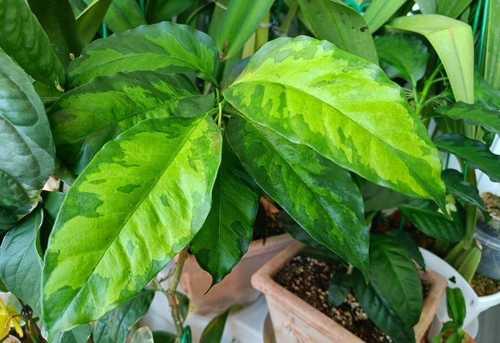 Хойя multiflora other variegation