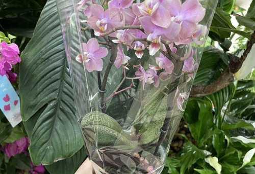 Ароматная орхидея