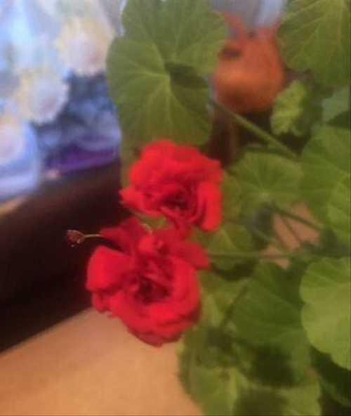 Пеларгония Живые розы