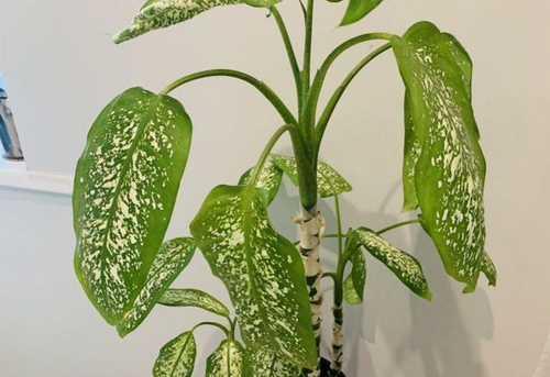Диффенбахия пятнистая крупное растение