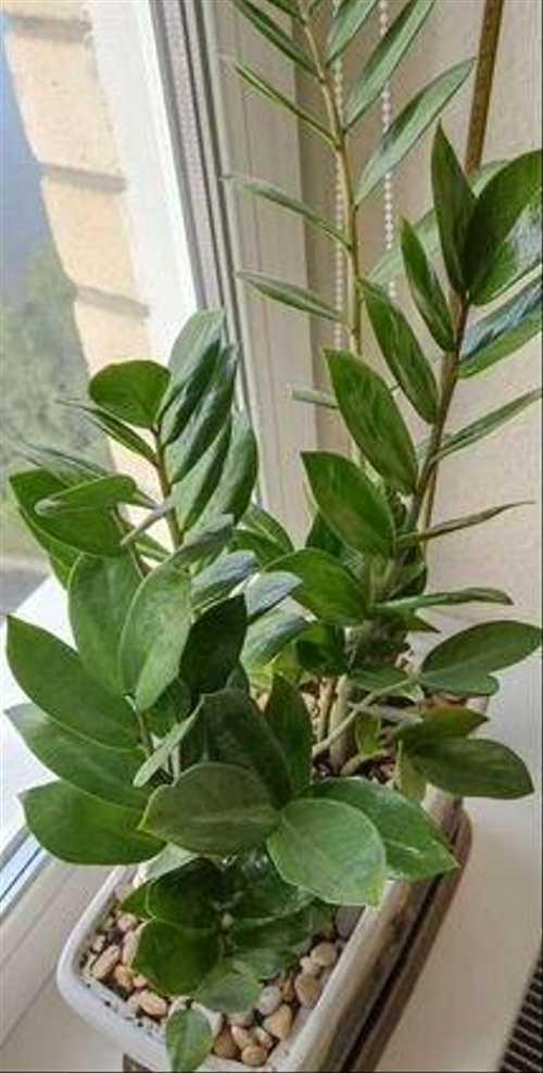 Замиокулькас замиелистный Zamioculcas zamiifolia