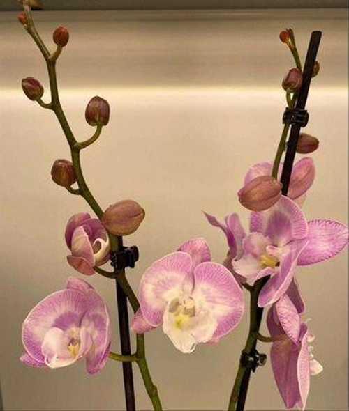 Орхидея биг лип цветущая