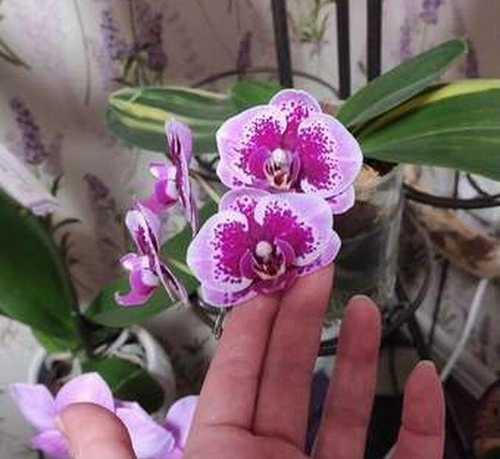Вариегатная орхидея фаленопсис