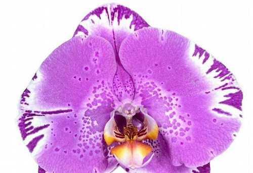 Орхидея фаленопсис синголо