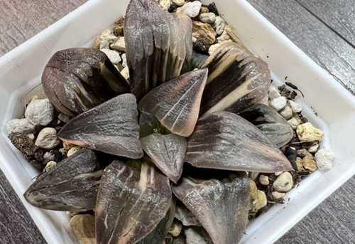 Haworthia atrofusca variegata