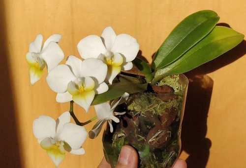 Орхидея Phalaenopsis Good Speed