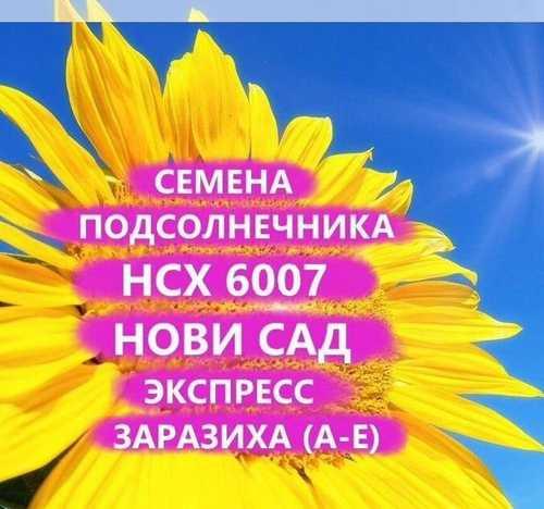 Семена подсолнечника нсх 6007 Гибрид нс, Воронеж