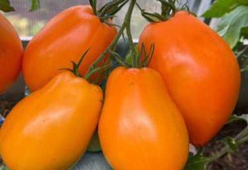 Семена томата "Минусинские стаканы оранжевые"