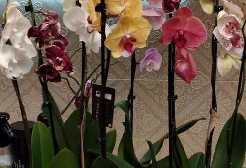 Орхидея фаленопсис / биг лип