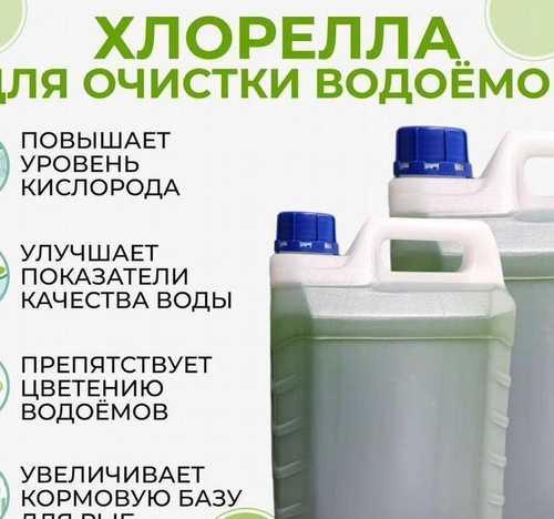 Живая водоросль суспензия для пруда