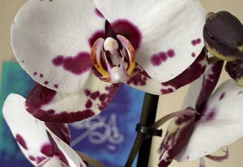 Орхидея Polka Dots