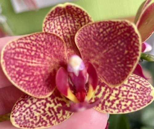 Орхидея фаленопсис Blake мультифлора (Блейк)
