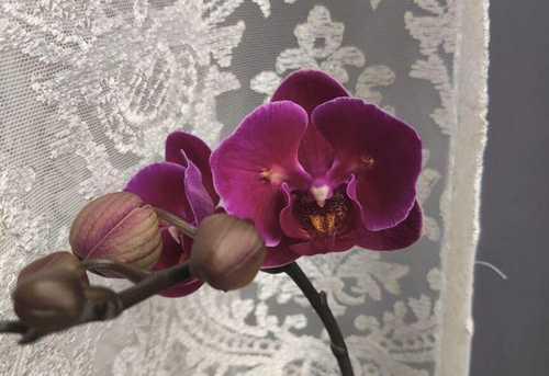 Орхидея Ching Ann Diamond