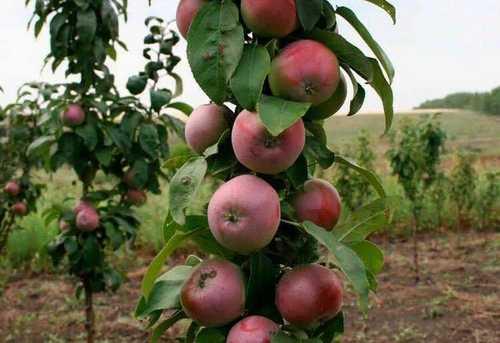 Саженцы колоновидной яблони Арбат