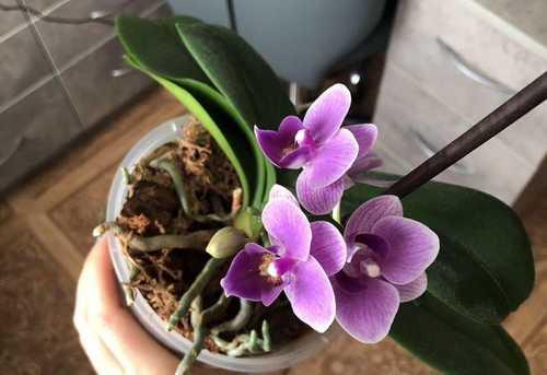 Орхидея фаленопсис вайтет квин