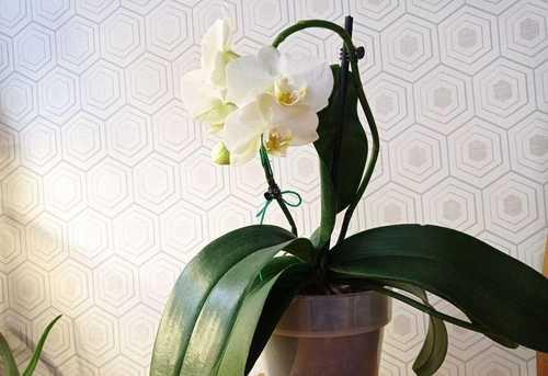 Орхидея фаленопсис белая большая