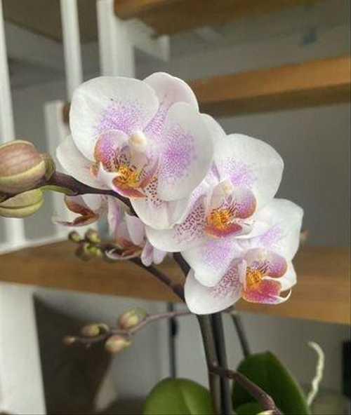 Орхидея мультифлора Yilan 9 горшок
